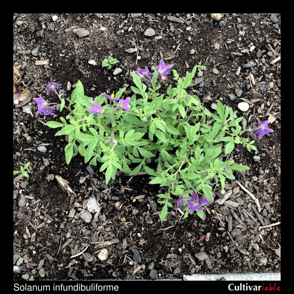 Solanum infundibuliforme – Cultivariable