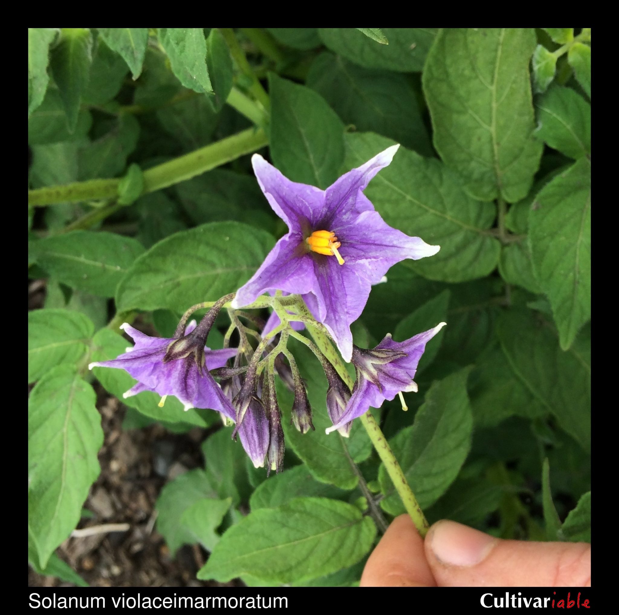 Solanum violaceimarmoratum – Cultivariable