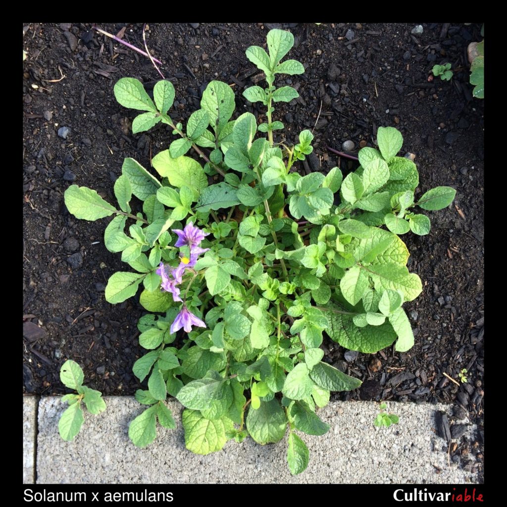 Wild Potato, Solanum x aemulans - Cultivariable