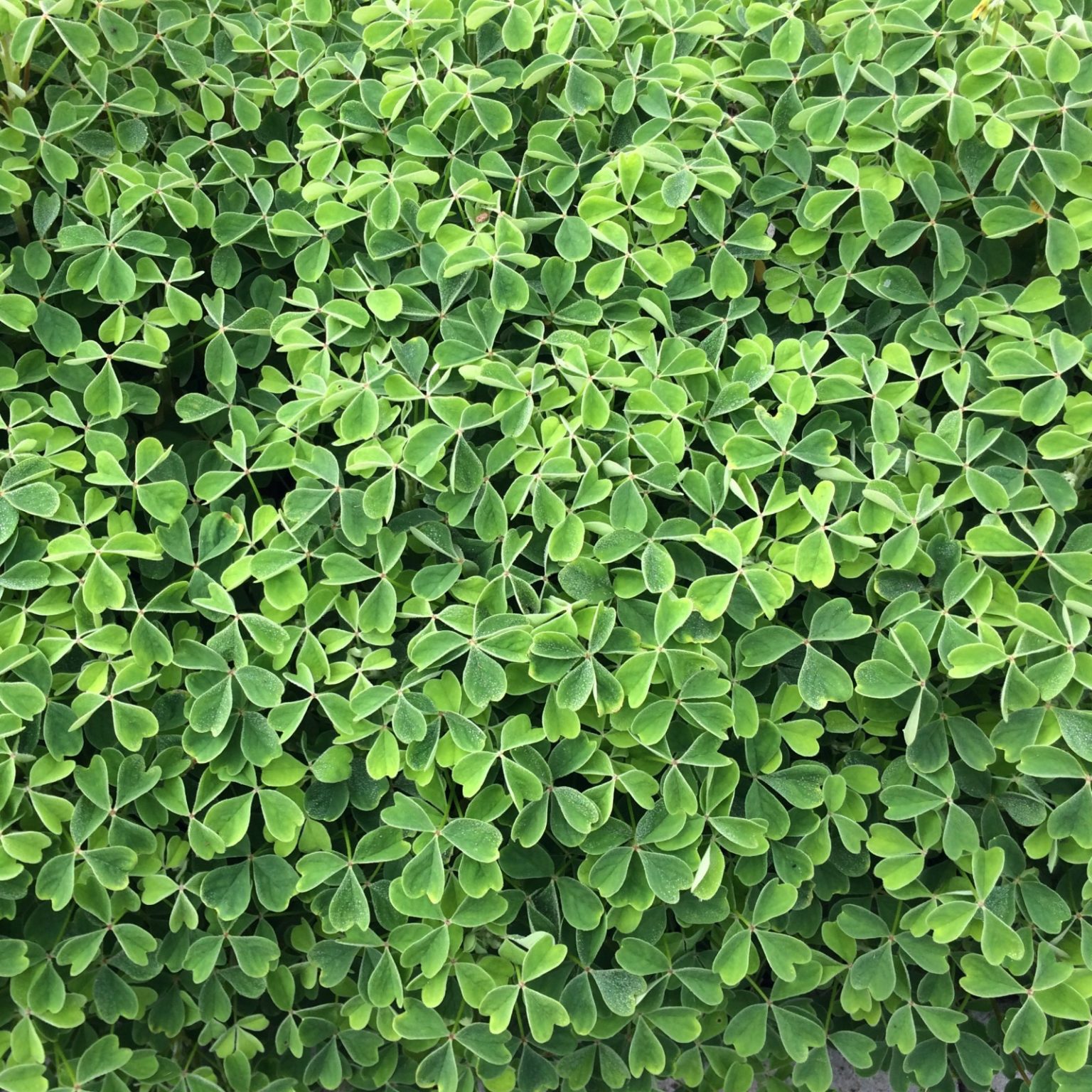 Oca (Oxalis tuberosa) – Cultivariable