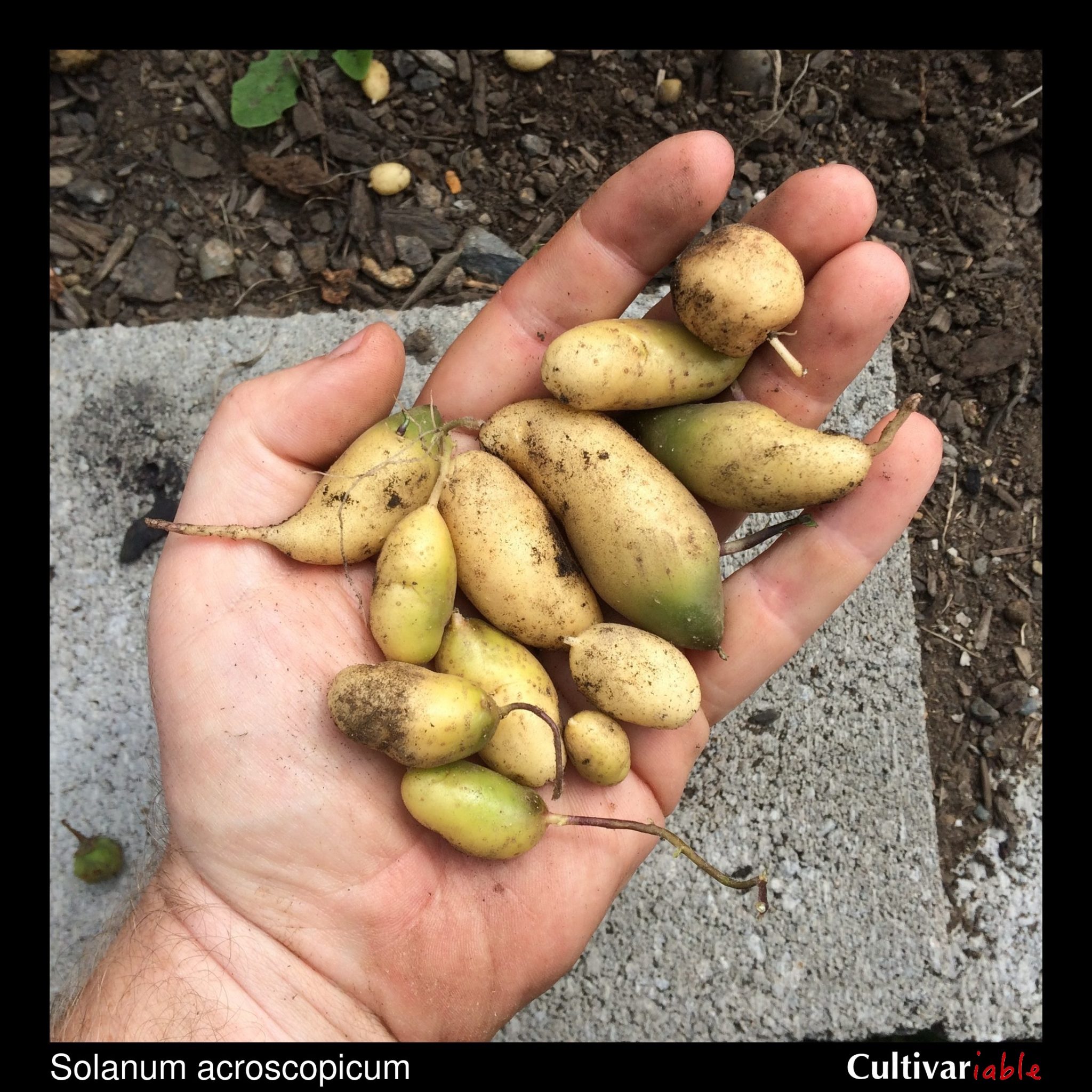 Wild Potatoes - Catalog Page - Cultivariable