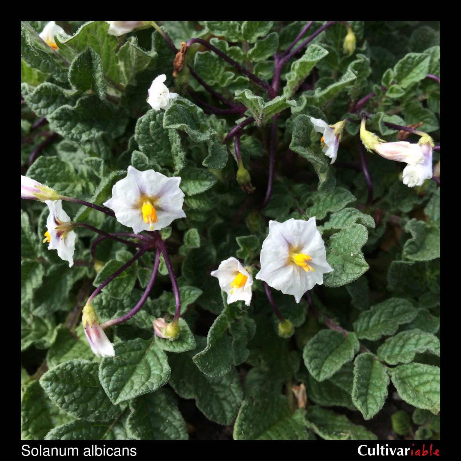Solanum albicans – Cultivariable