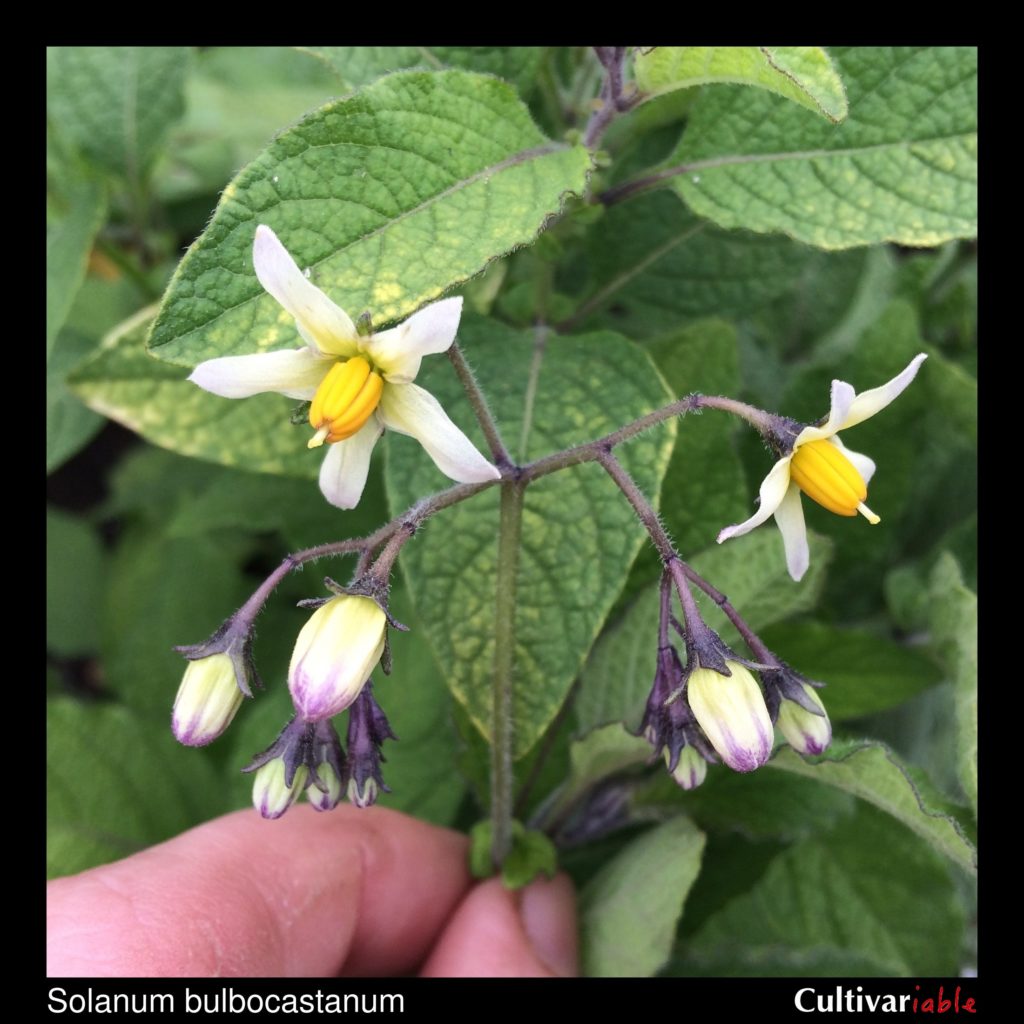 Solanum bulbocastanum – Cultivariable