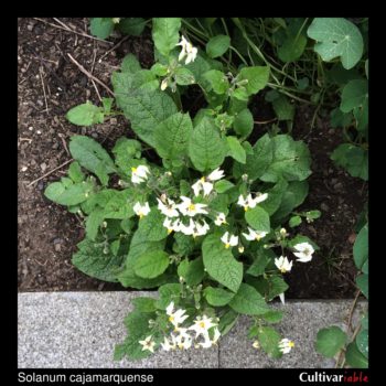 Wild Potatoes (Solanum section Petota) - The Cultivariable Growing Guide