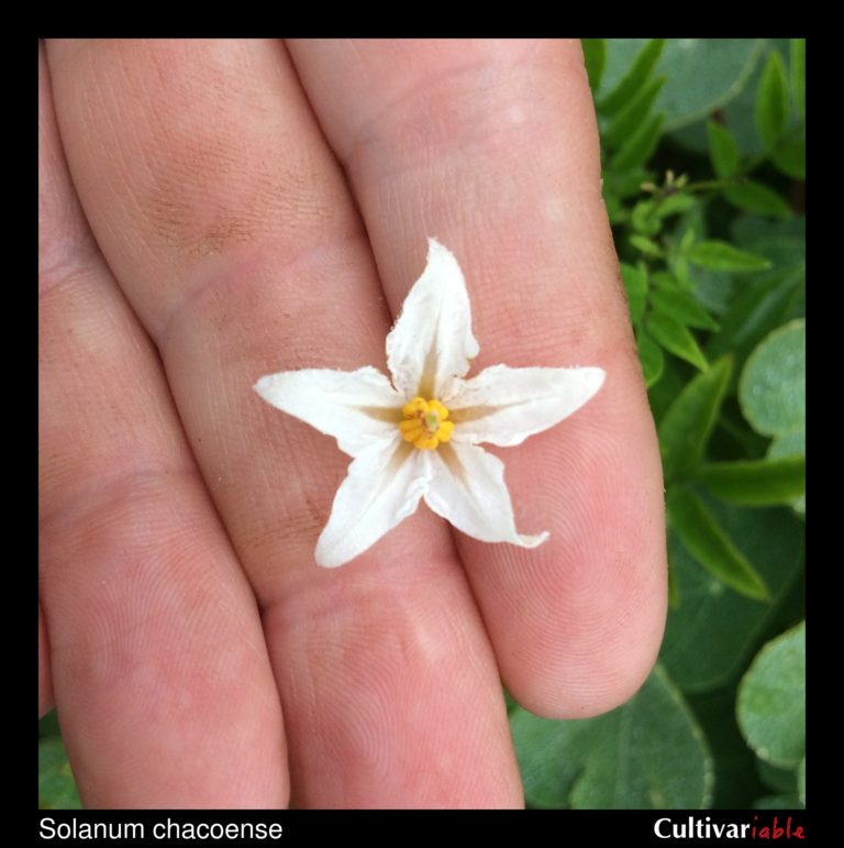 Solanum chacoense – Cultivariable