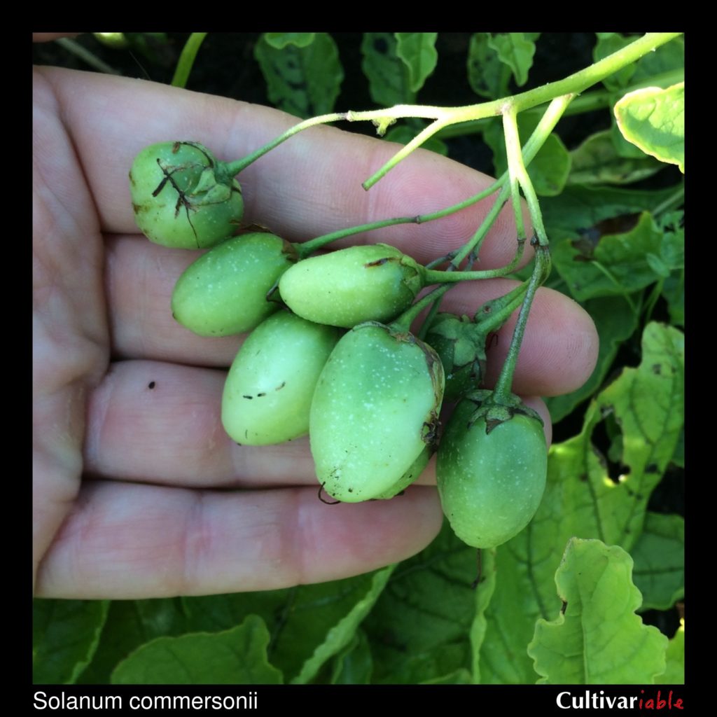 Solanum commersonii - How to Grow Wild Potatoes - Cultivariable