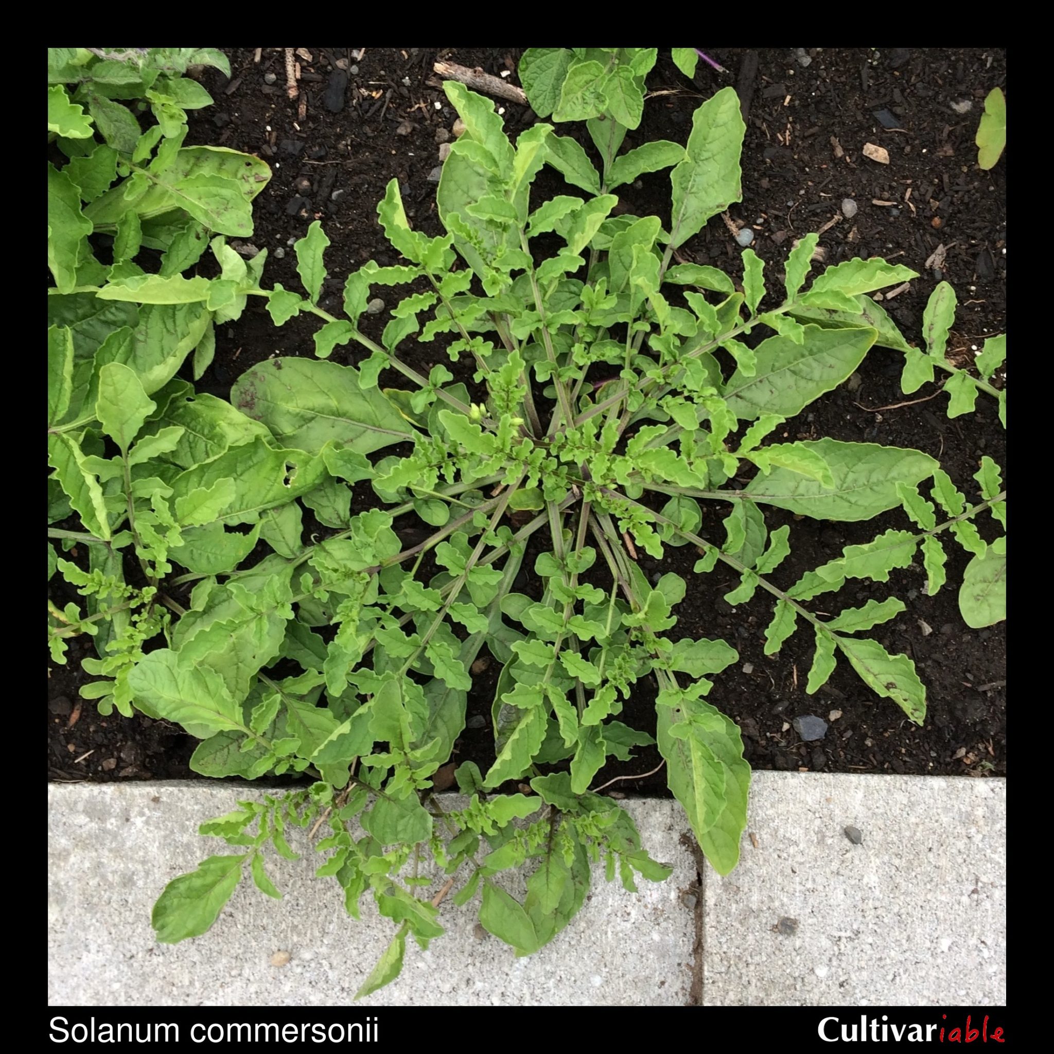 Wild Potatoes (Solanum section Petota) – Cultivariable