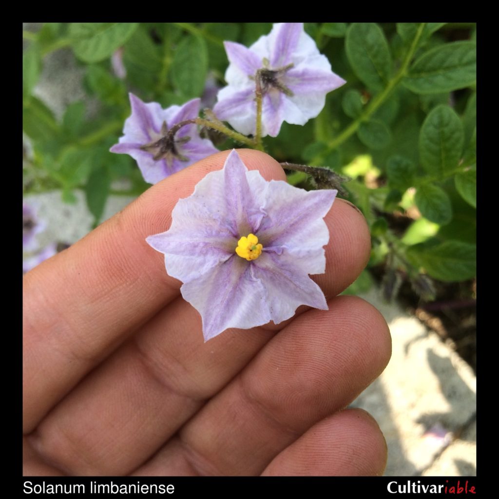 Solanum limbaniense – Cultivariable