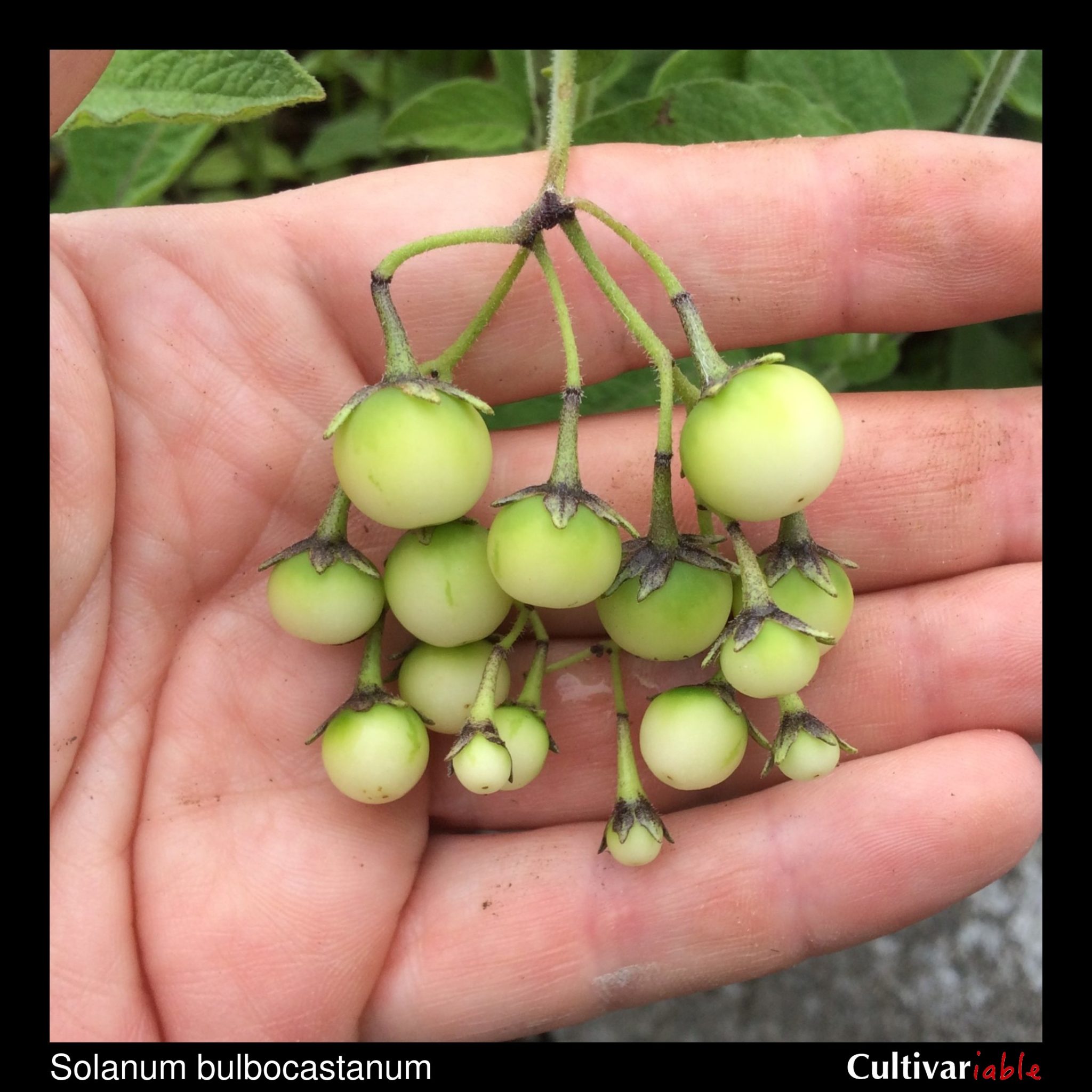 Solanum bulbocastanum – Cultivariable