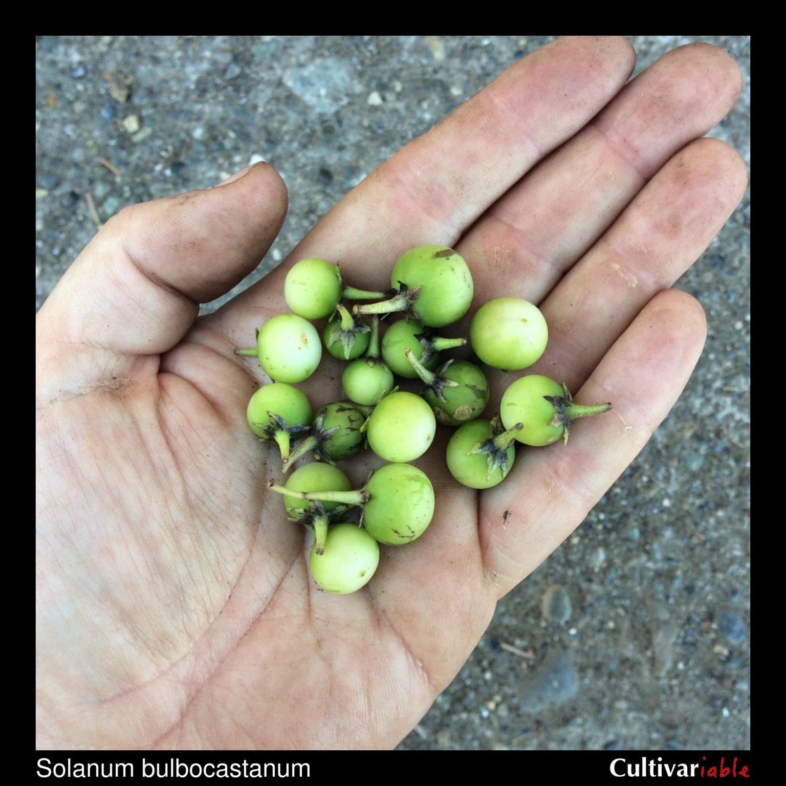 Solanum bulbocastanum – Cultivariable