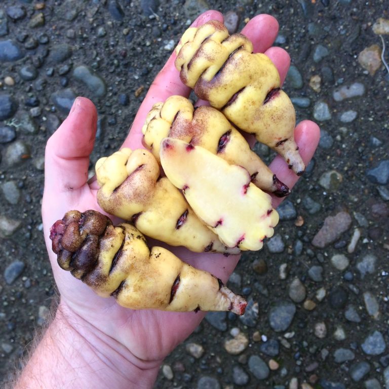 Mashua, Ahahawat – Cultivariable