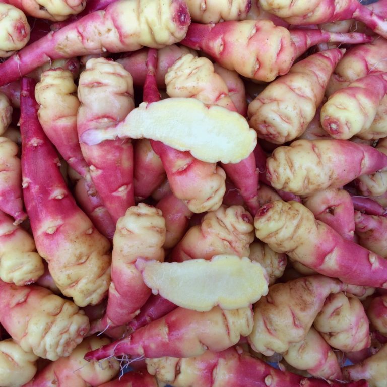 Mashua, Ahahawat – Cultivariable