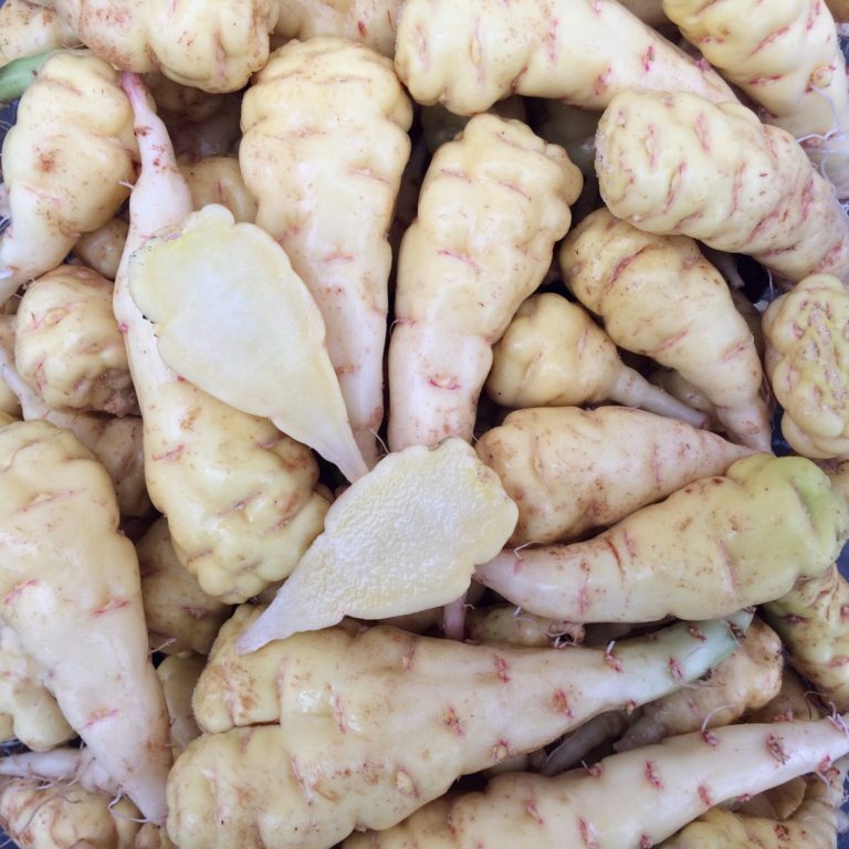 Mashua Varieties - Cultivariable