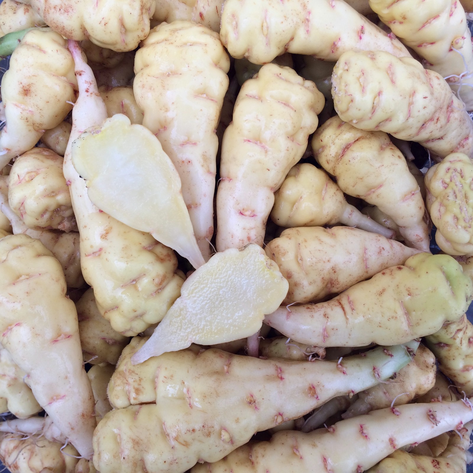 Mashua, Q’illu Isañu – Cultivariable