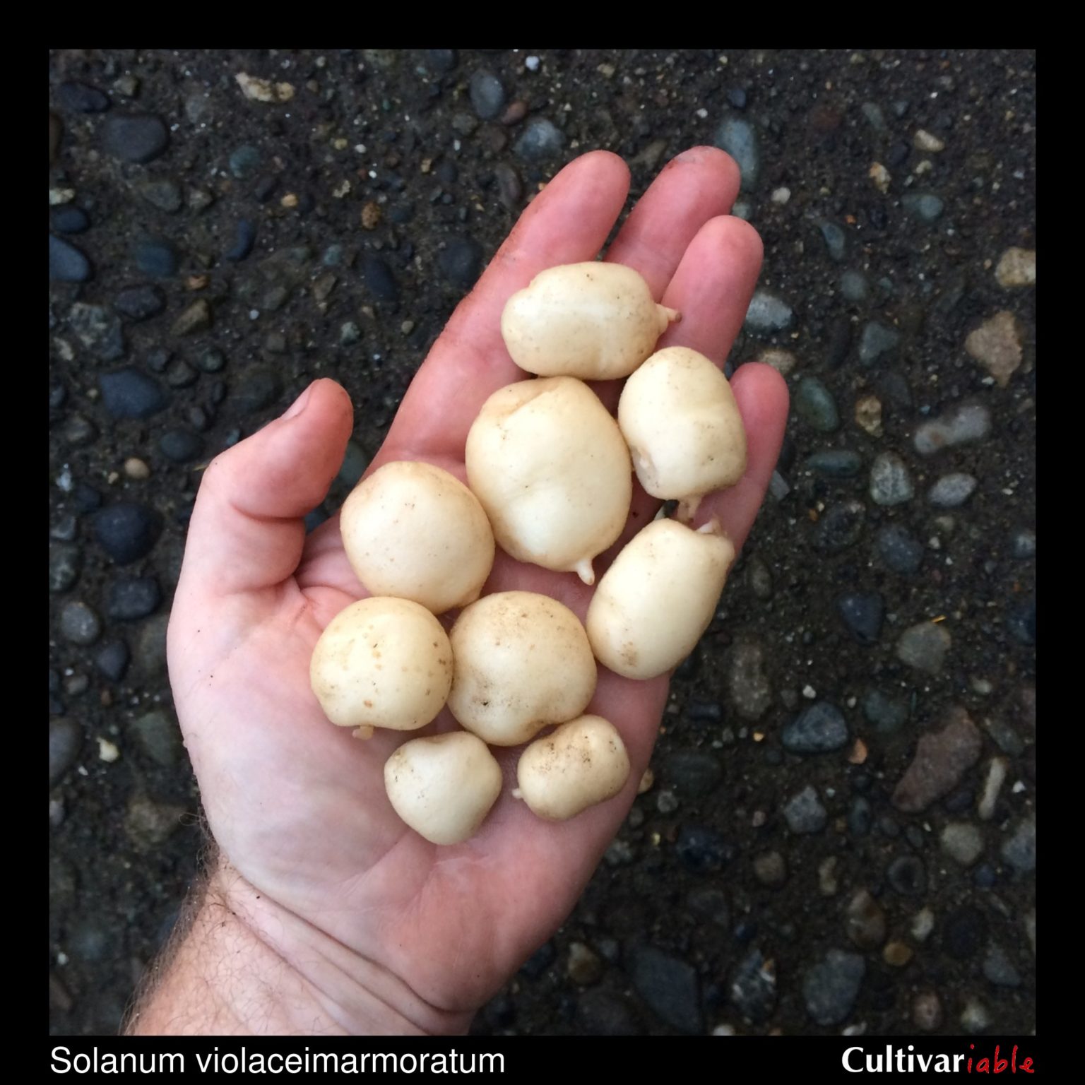 Wild Potatoes (Solanum section Petota) – Cultivariable