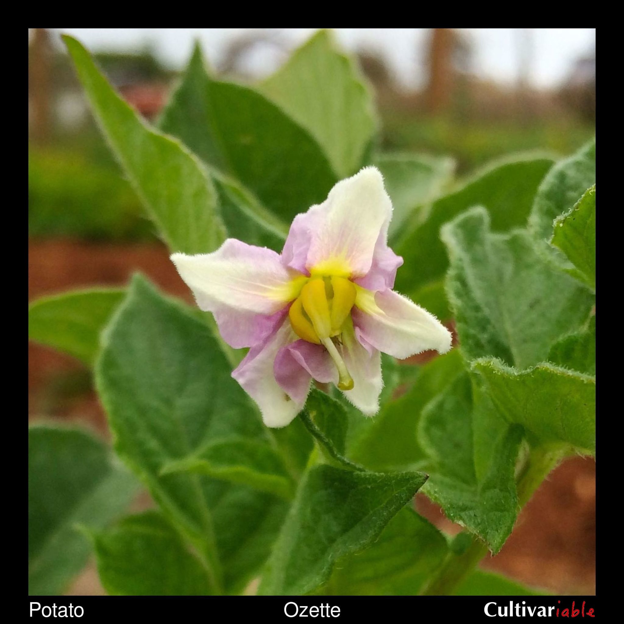 Potato: The Story of Rozette – Cultivariable