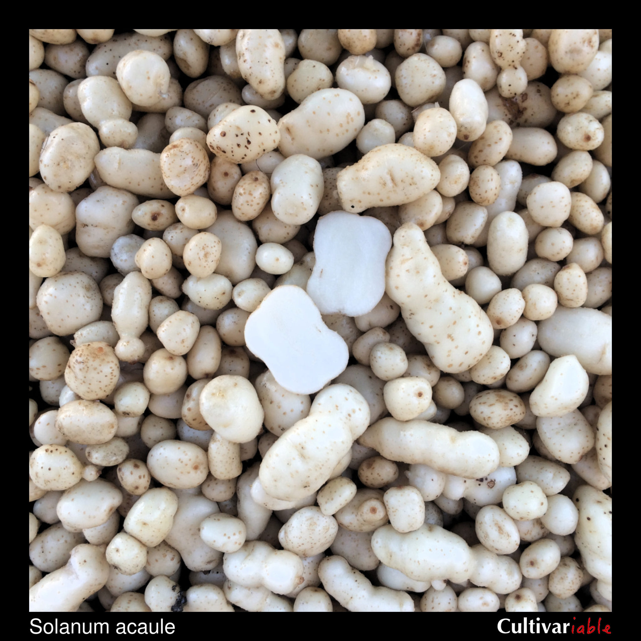 Wild Potatoes – Cultivariable