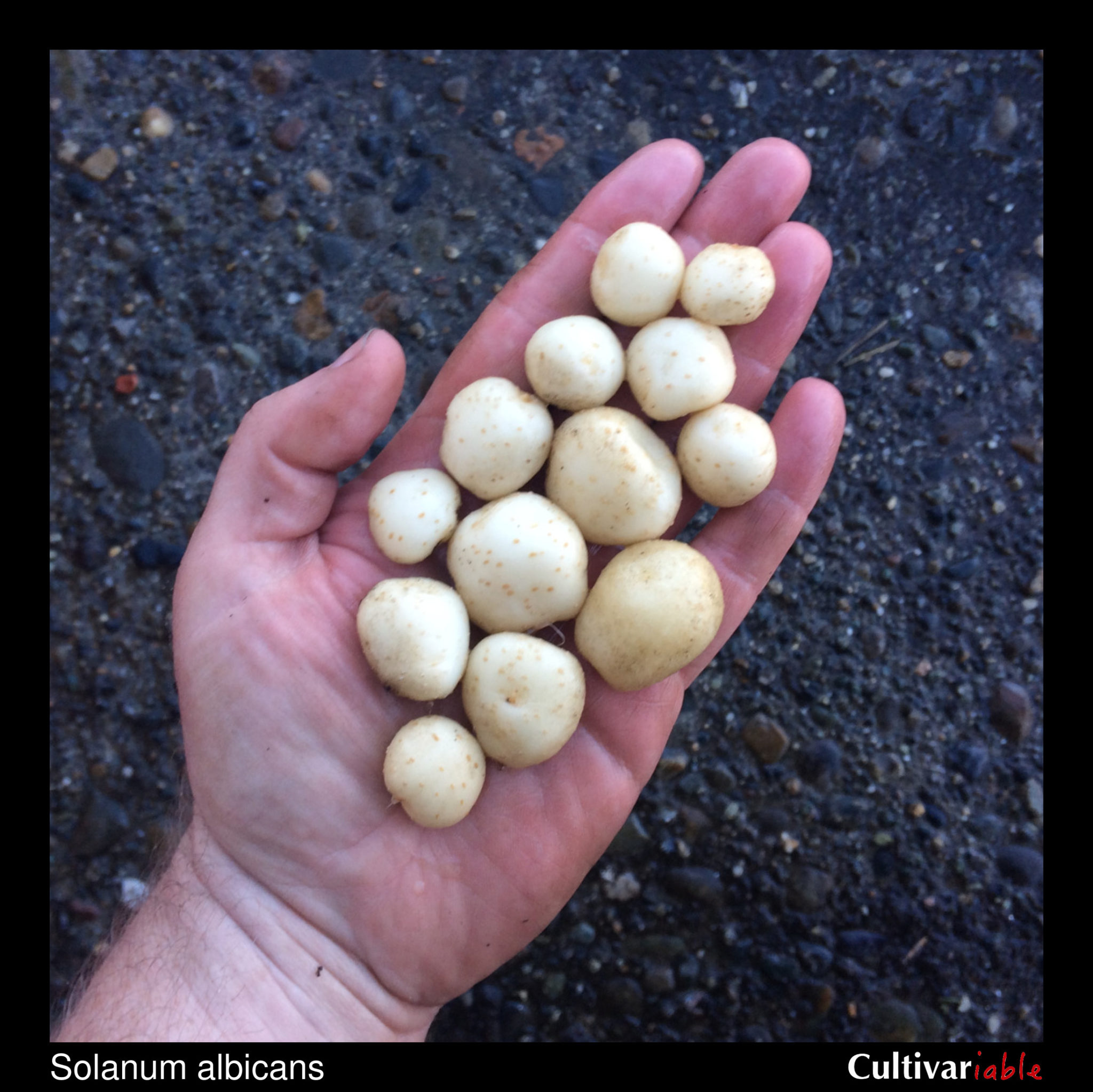 Wild Potatoes – Cultivariable