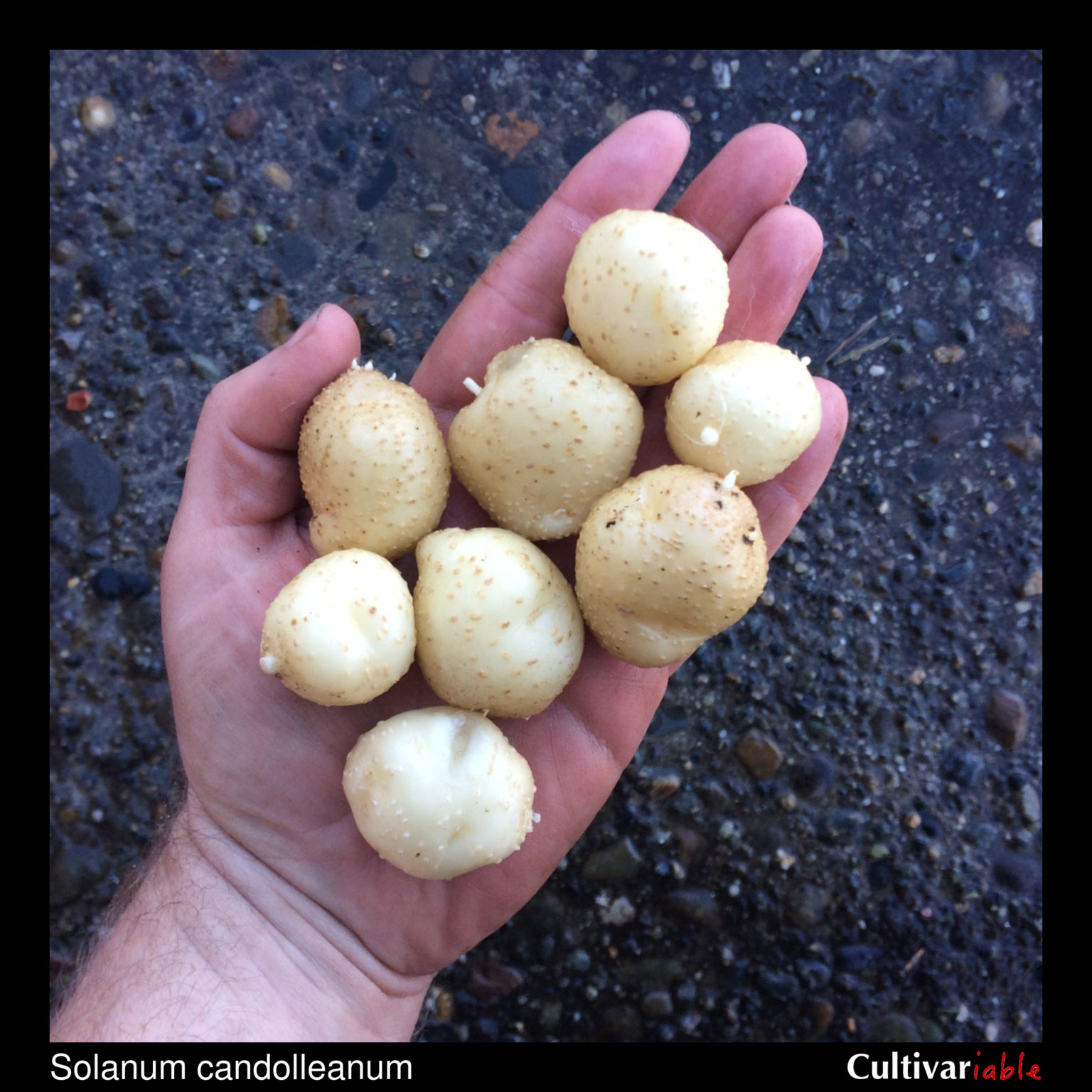 Wild Potatoes – Cultivariable