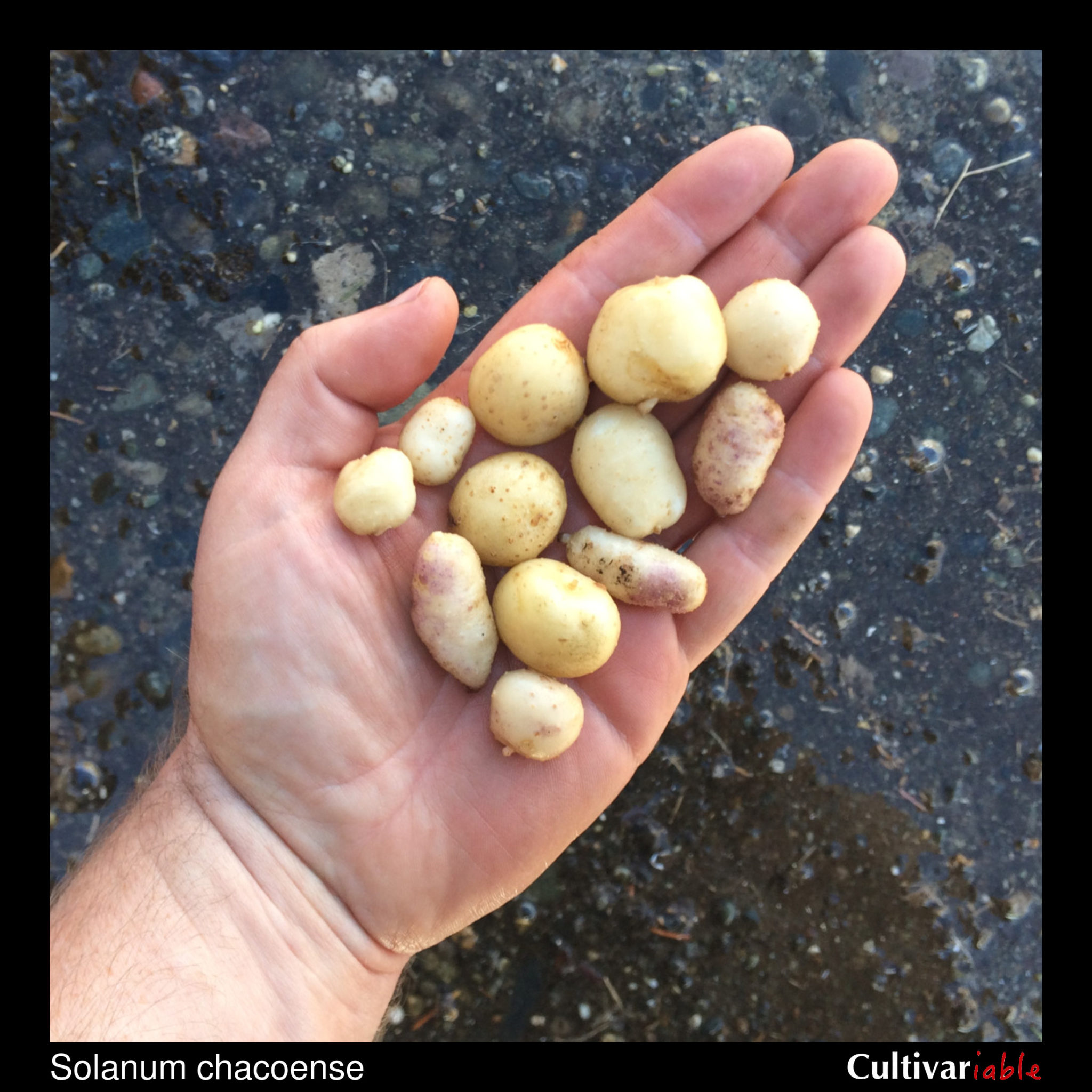 Wild Potatoes – Cultivariable