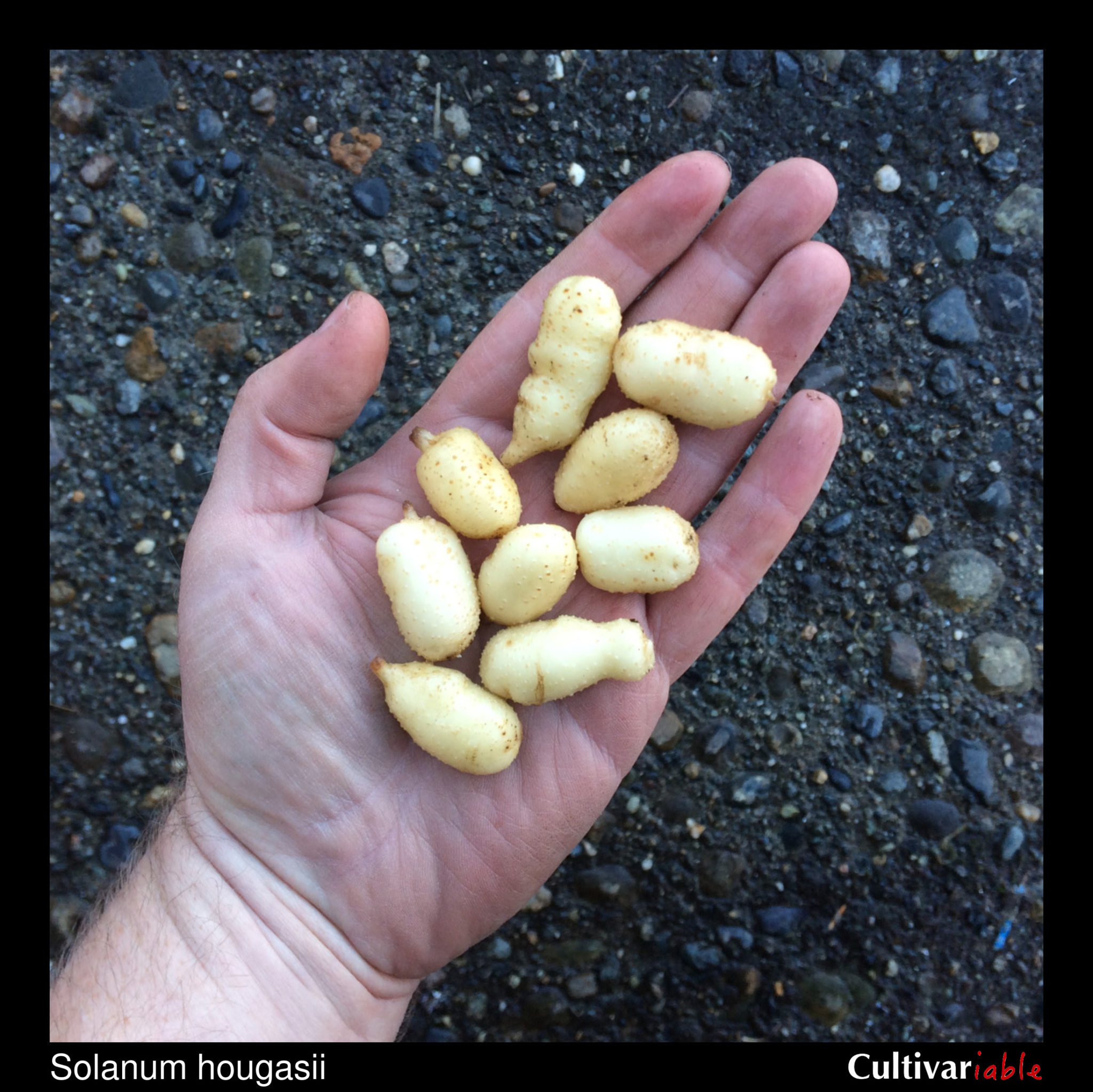 Wild Potatoes - Catalog Page - Cultivariable