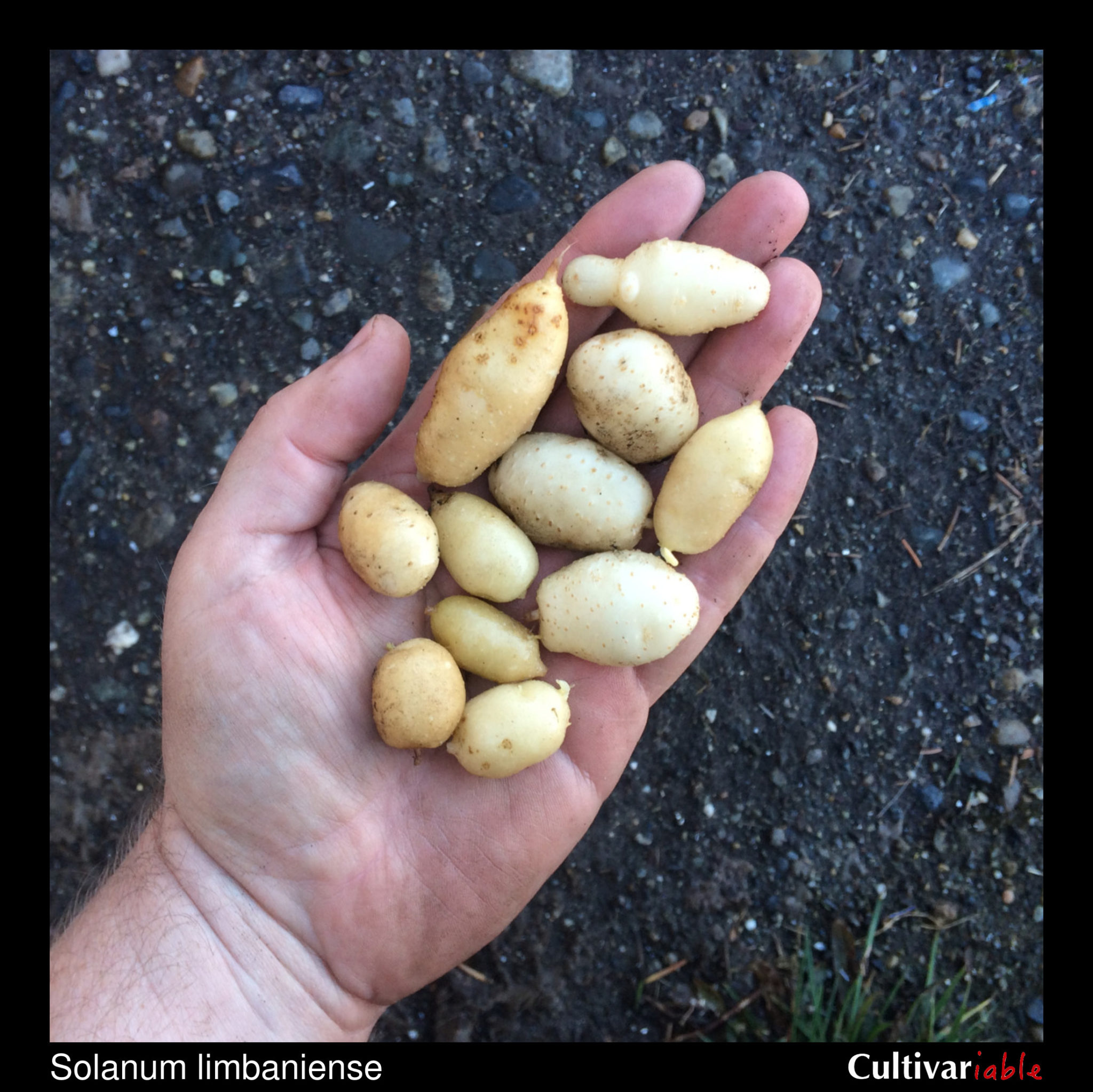 Wild Potato, Solanum limbaniense – Cultivariable