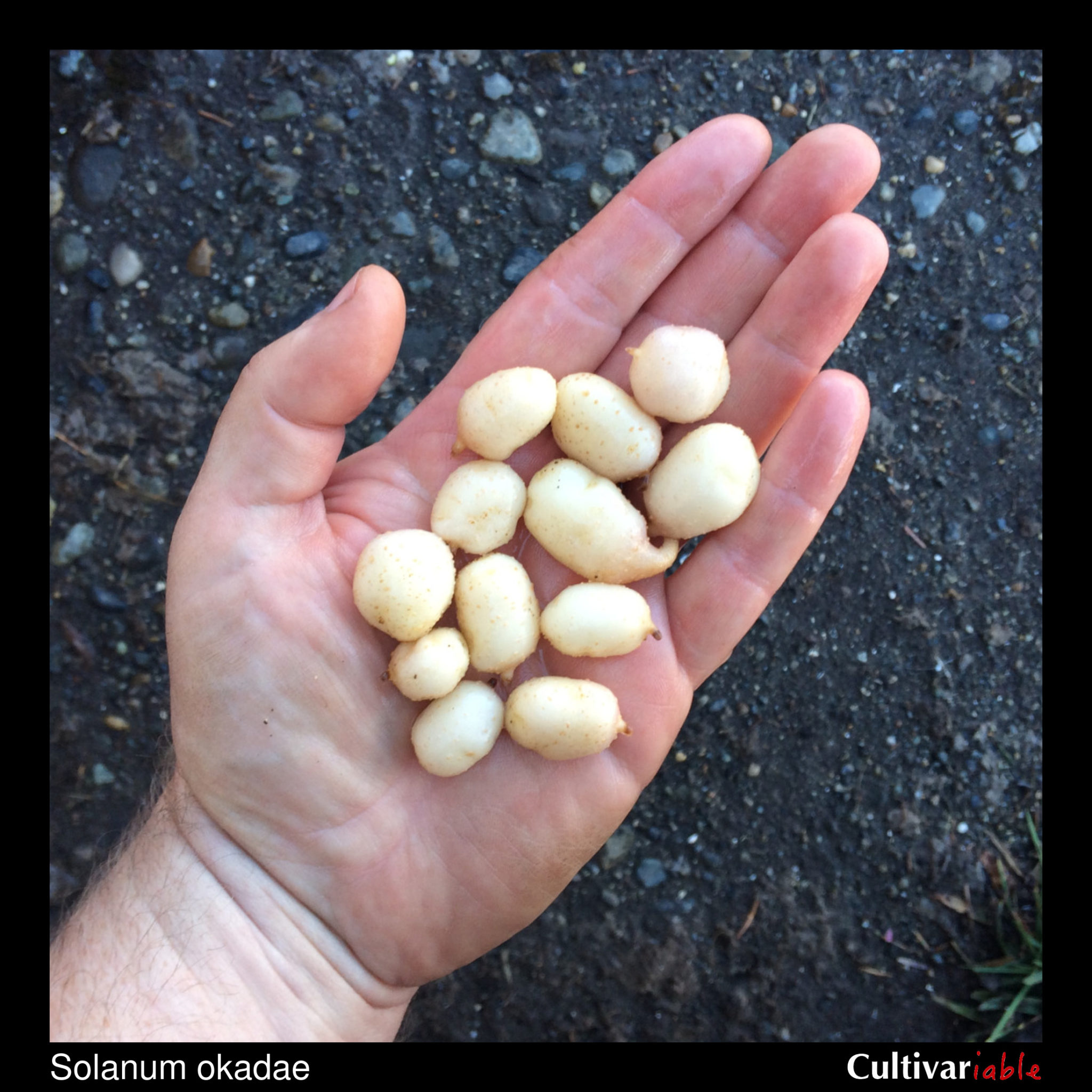 Wild Potato, Solanum okadae – Cultivariable