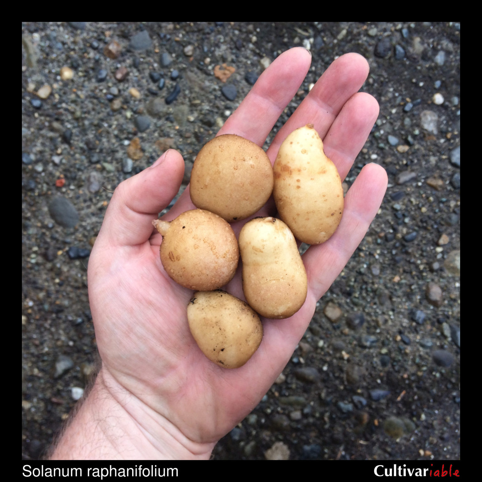 Wild Potato, Solanum raphanifolium – Cultivariable