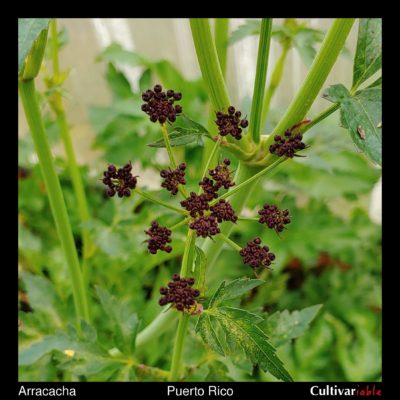 Arracacha (Aracacia xanthorrhiza) – Cultivariable