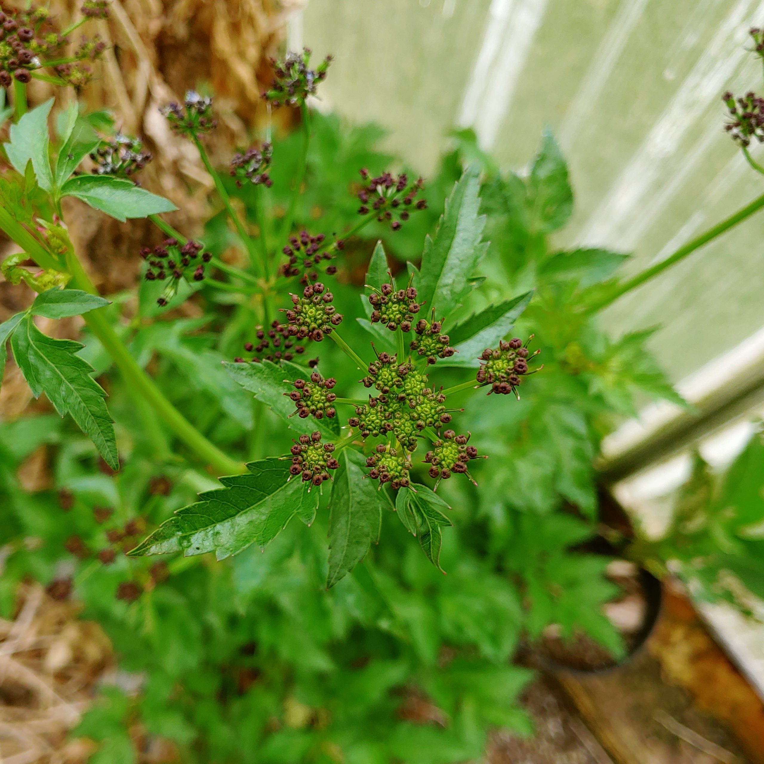 Arracacha flower buds – Cultivariable