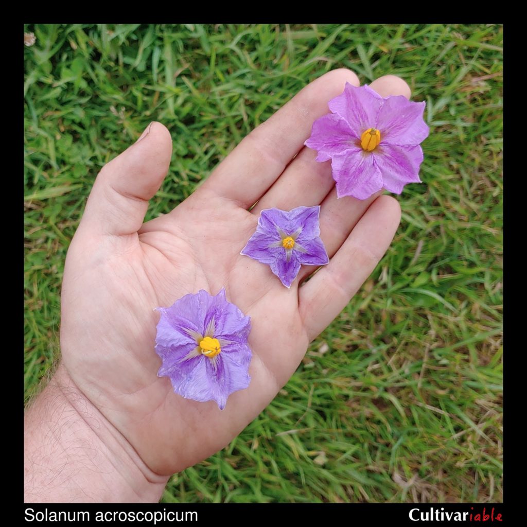 Diploid (center) and tetraploid S. acroscopicum flowers – Cultivariable