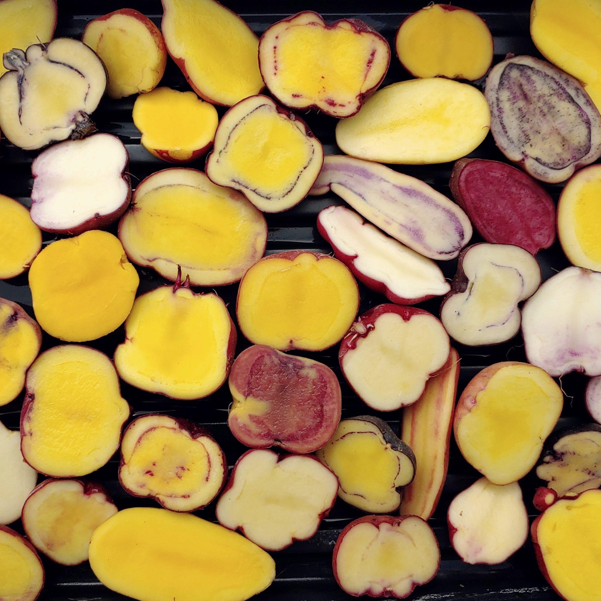 Andean Potatoes (Solanum tuberosum group andigenum) – Cultivariable