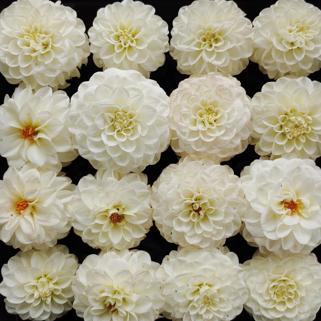 Dahlia, White Aster – Cultivariable