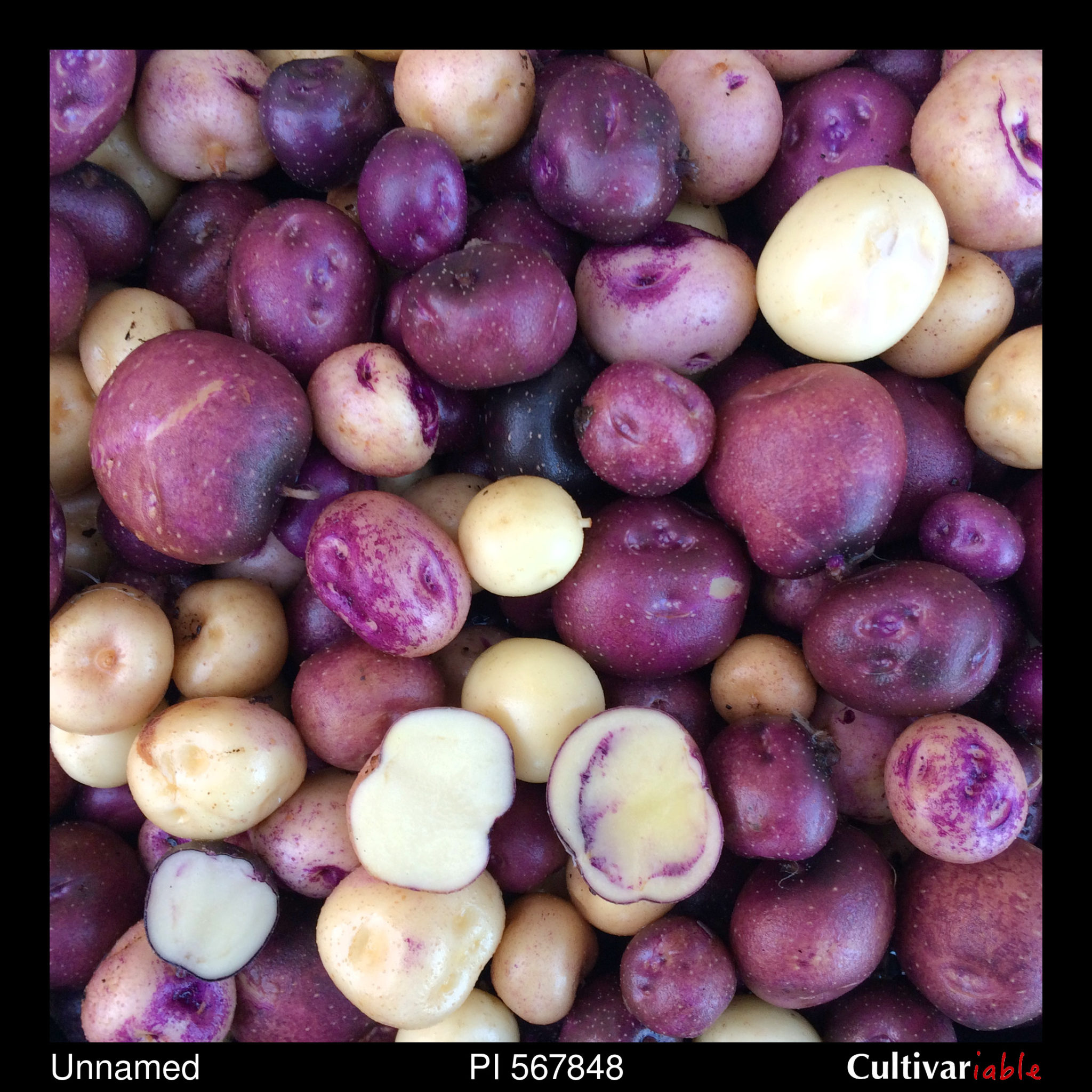 PI 567848 – Cultivariable