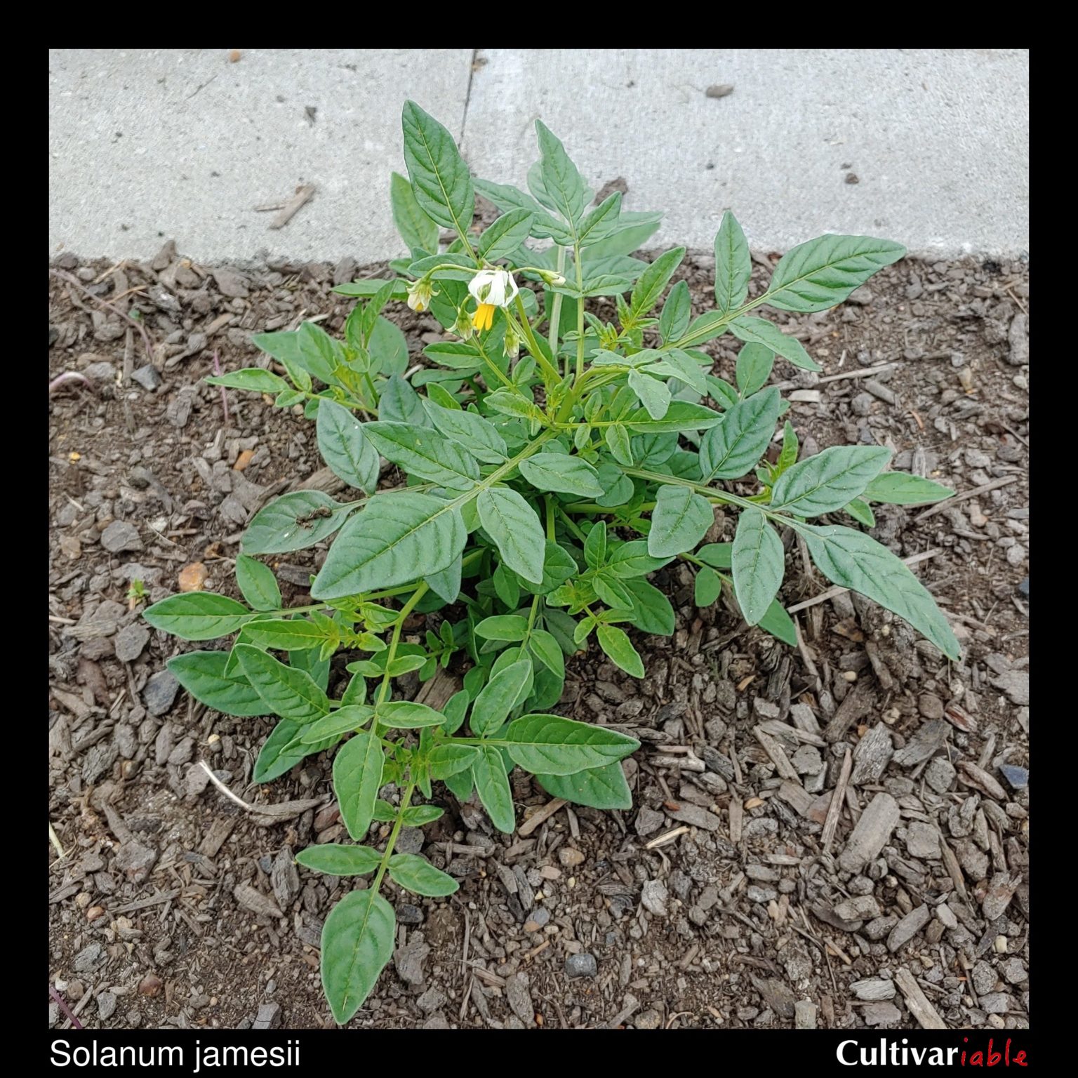 Solanum jamesii – Cultivariable