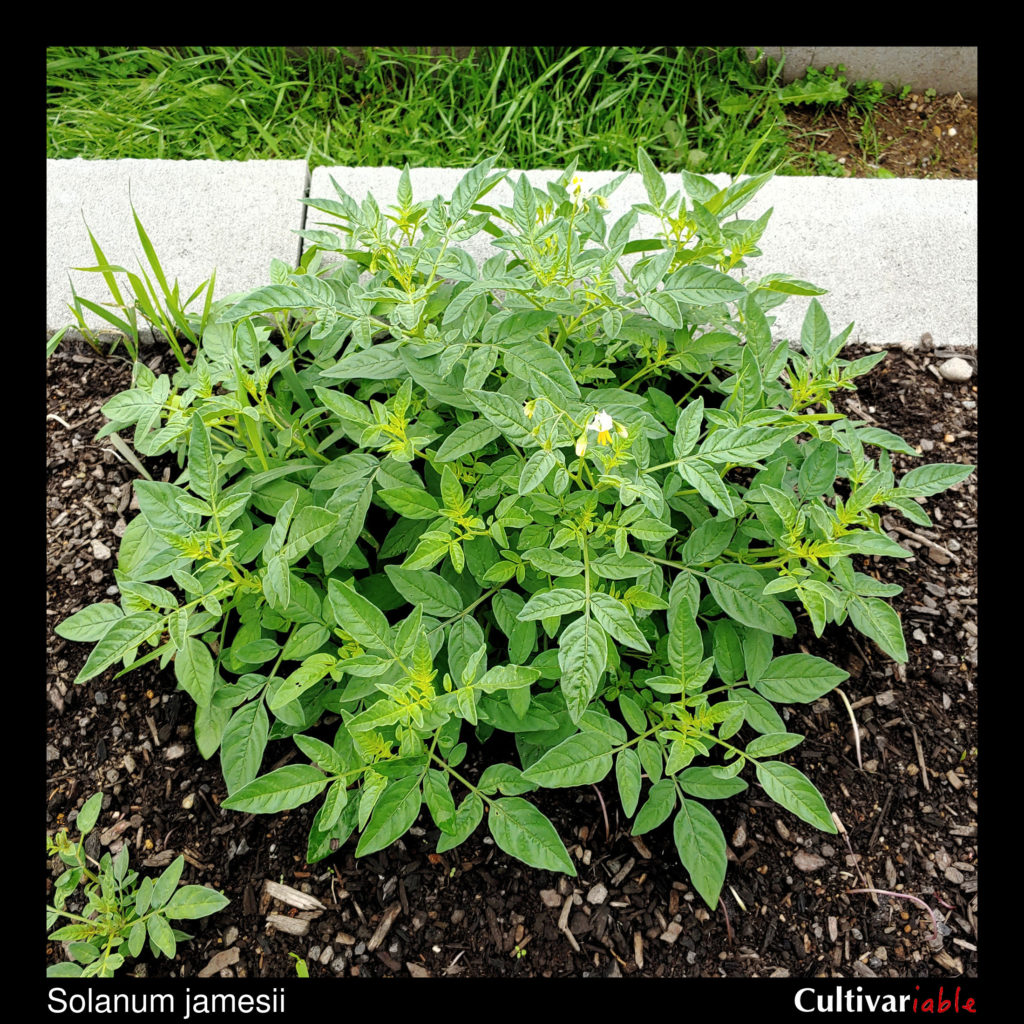 Wild Potato, Solanum jamesii – Cultivariable