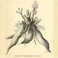 Yacon (Smallanthus sonchifolius) – Cultivariable