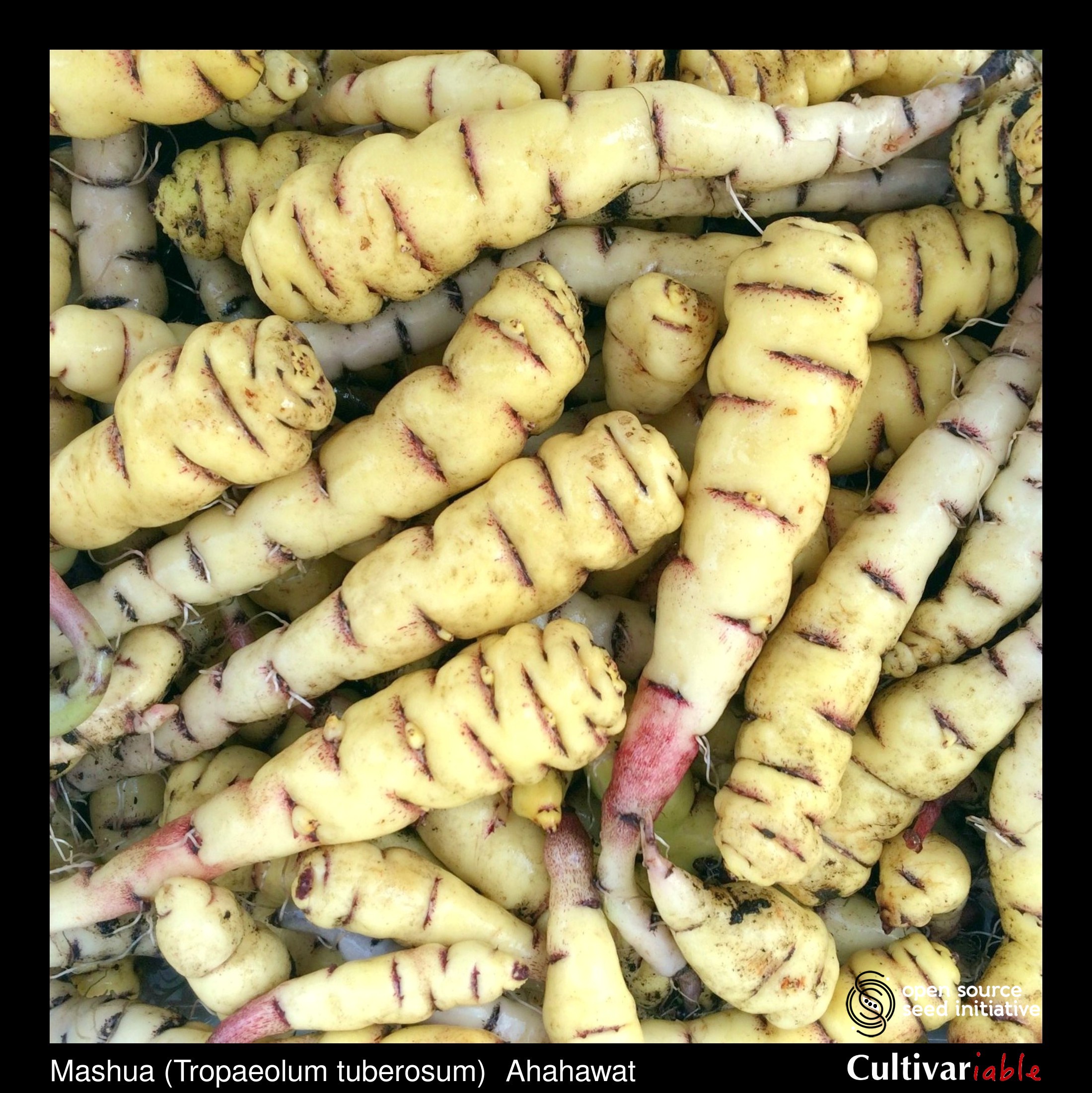 Mashua, Ahahawat - Cultivariable