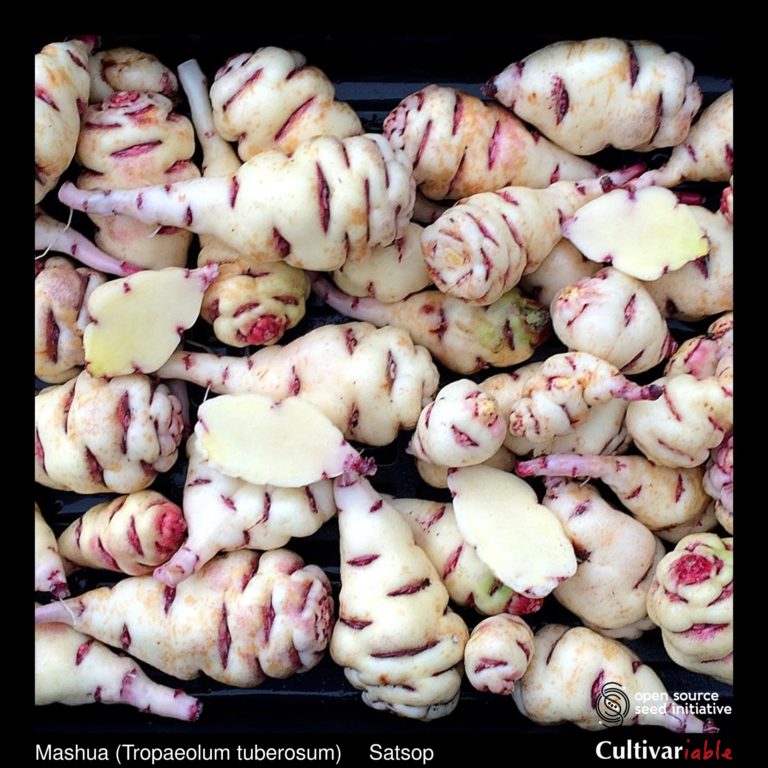 Mashua Varieties - Cultivariable