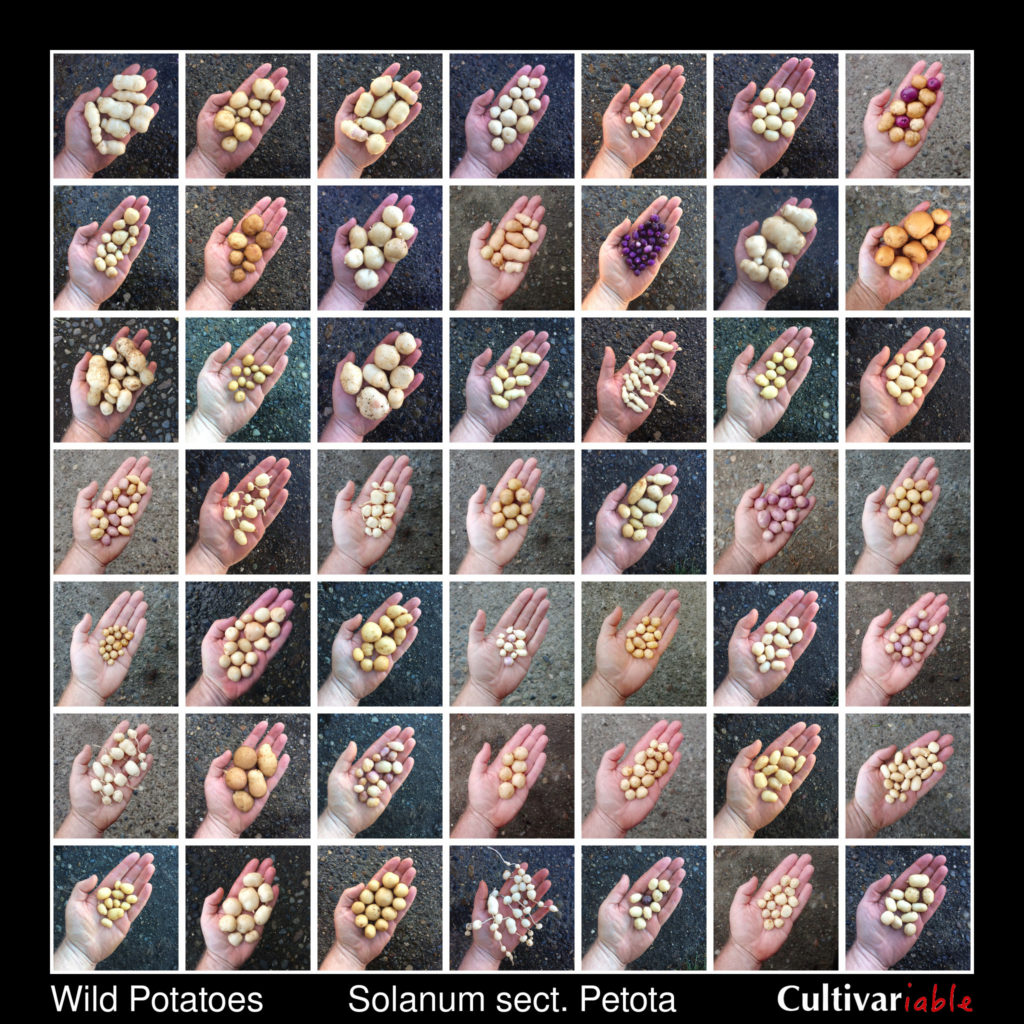 Wild Potatoes (Solanum section Petota) – Cultivariable