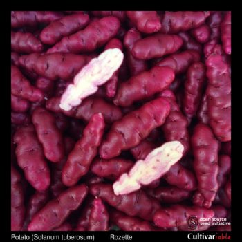 Potato, Nebula - Cultivariable