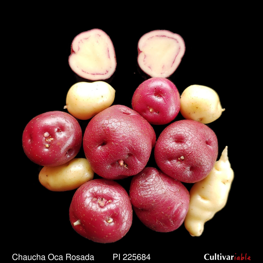 PI 225684 – Cultivariable