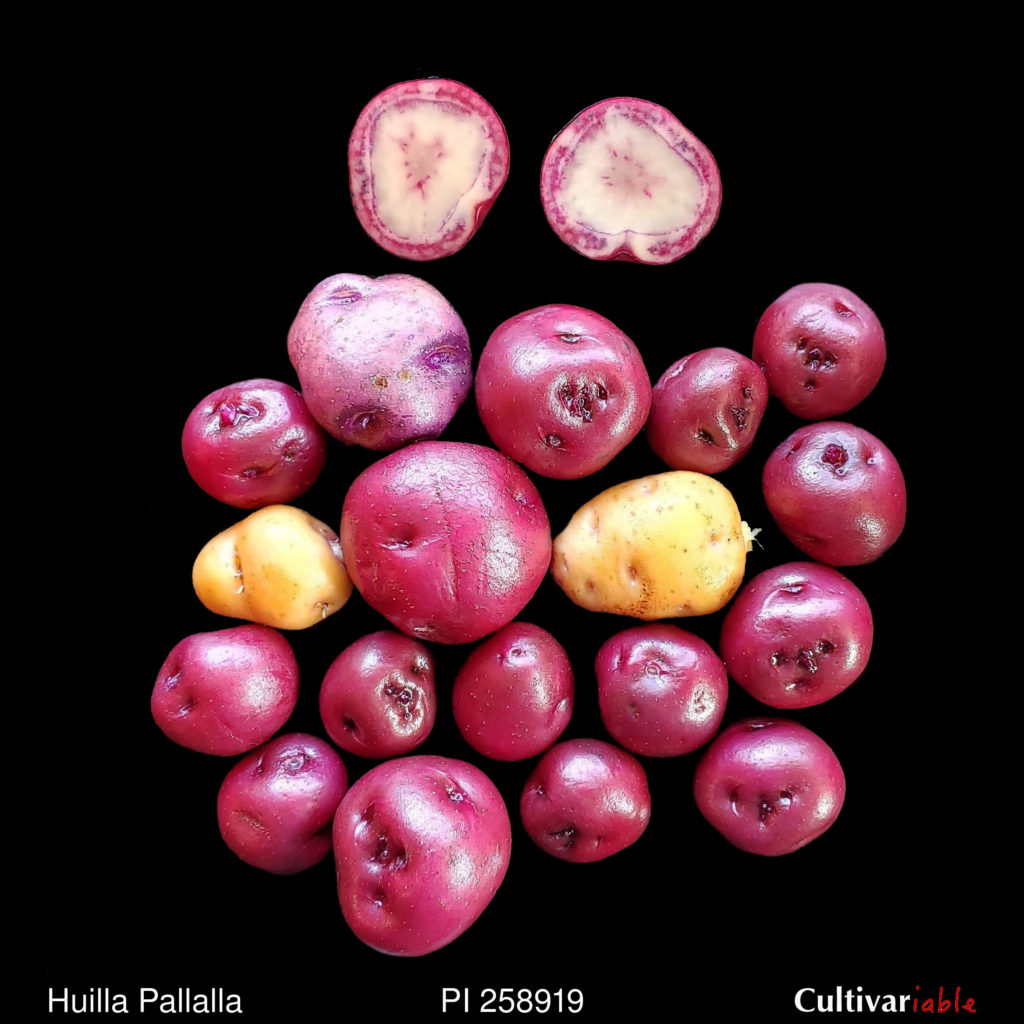PI 258919 – Cultivariable