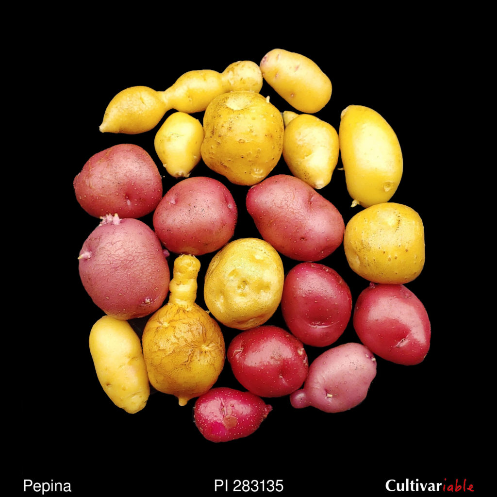 PI 283135 – Cultivariable