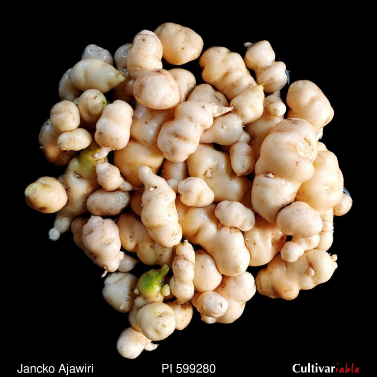 Wild Potatoes (Solanum section Petota) - The Cultivariable Growing Guide