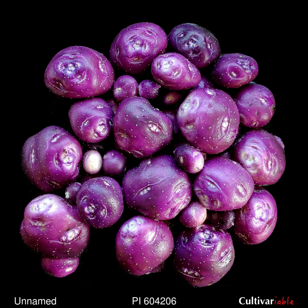 True Potato Seeds (TPS), Chiar Choque Pitu (Solanum curtilobum), 100 ...