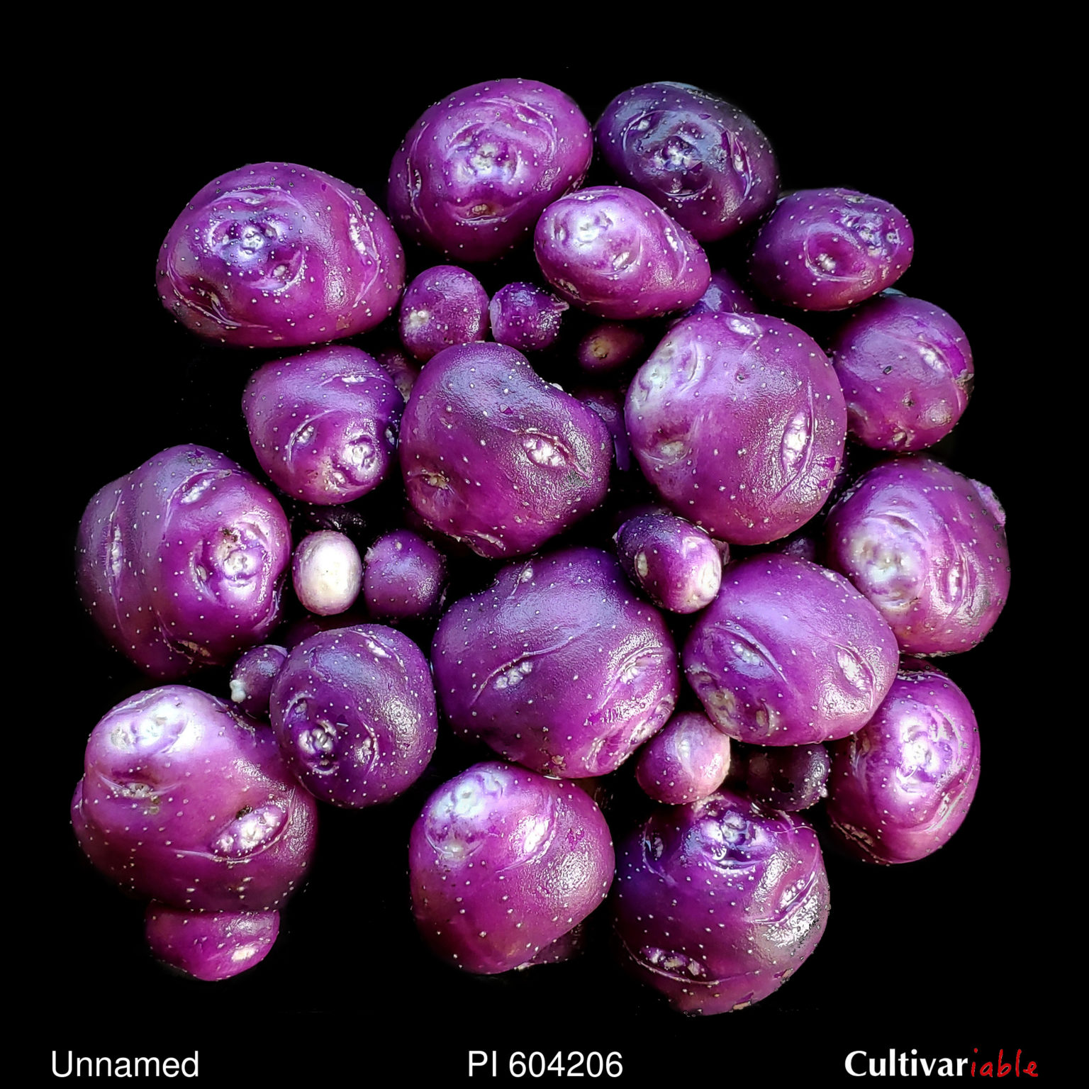 Solanum curtilobum – Cultivariable