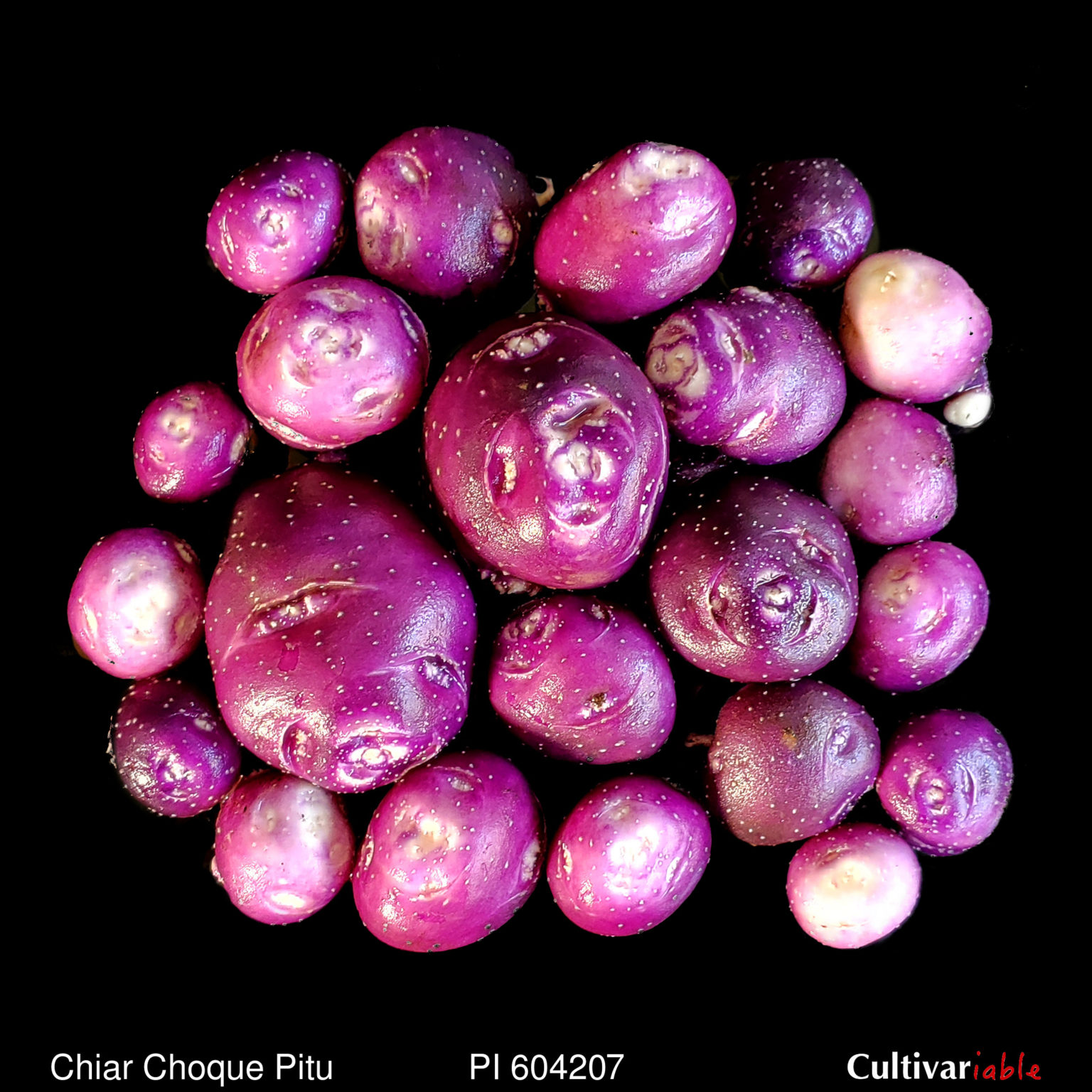 Potato, Inka Gold - Cultivariable