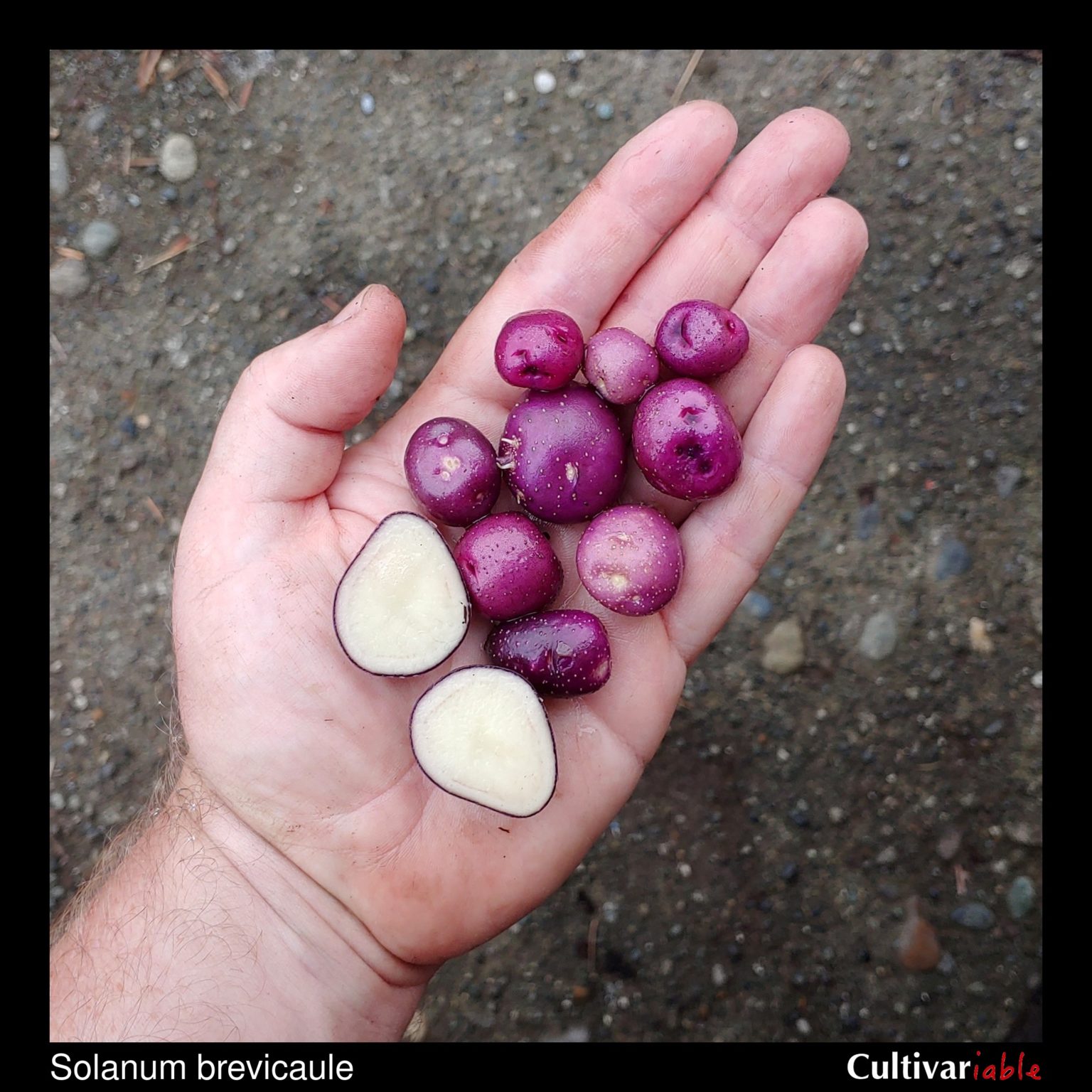 Wild Potatoes – Cultivariable