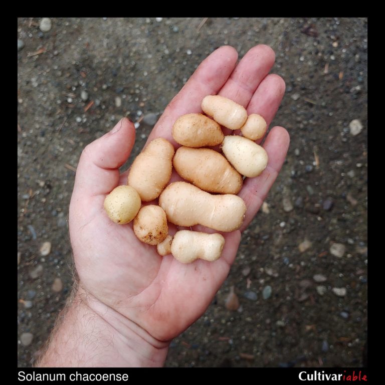 Solanum chacoense - How to Grow Wild Potatoes - Cultivariable